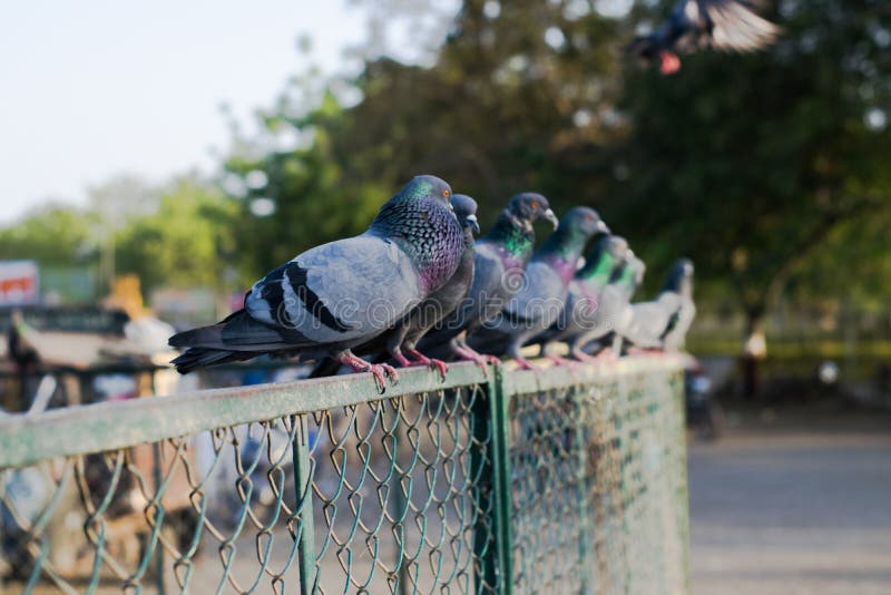 Pigeons and doves stock photo. Image of hope, creature - 146668602