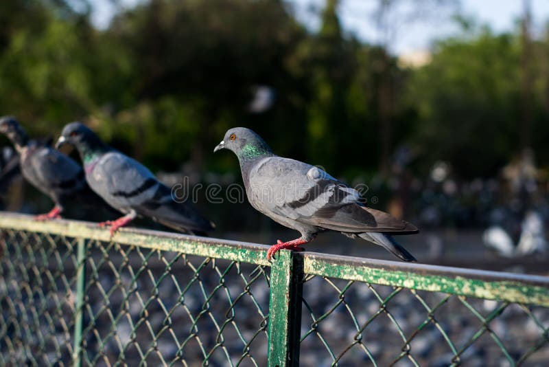 Pigeons and doves stock image. Image of beauty, love - 146668377
