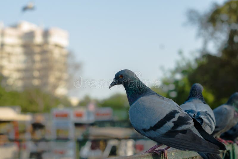 Pigeons and doves stock image. Image of bird, branches - 146668715