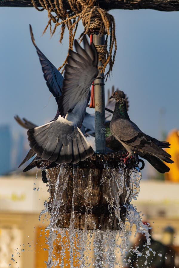 Pigeons Drinks Water from the Bucket in the Well Stock Image - Image of ...