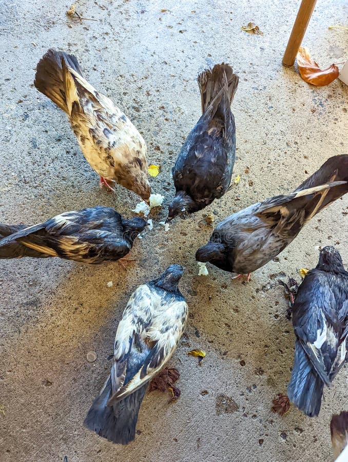 Pigeons Eating Food at Restaurant in Hawaii Stock Photo - Image of ...