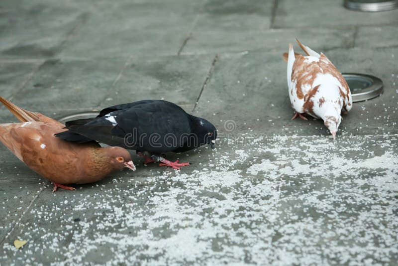 Pigeons are eating rice stock photo. Image of freedom - 242894412