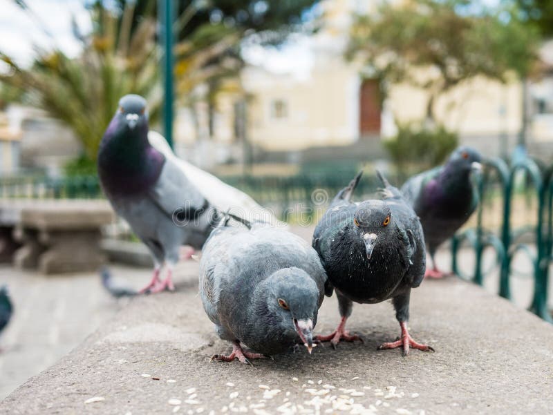 Pigeons eating rice hand stock photo. Image of eating - 61566794