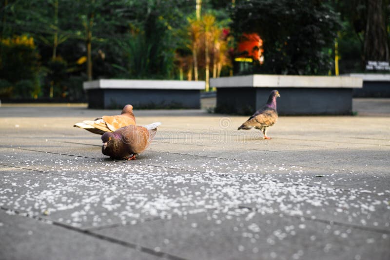 Pigeons Eating Rice in the Park Stock Photo - Image of birds, warm ...