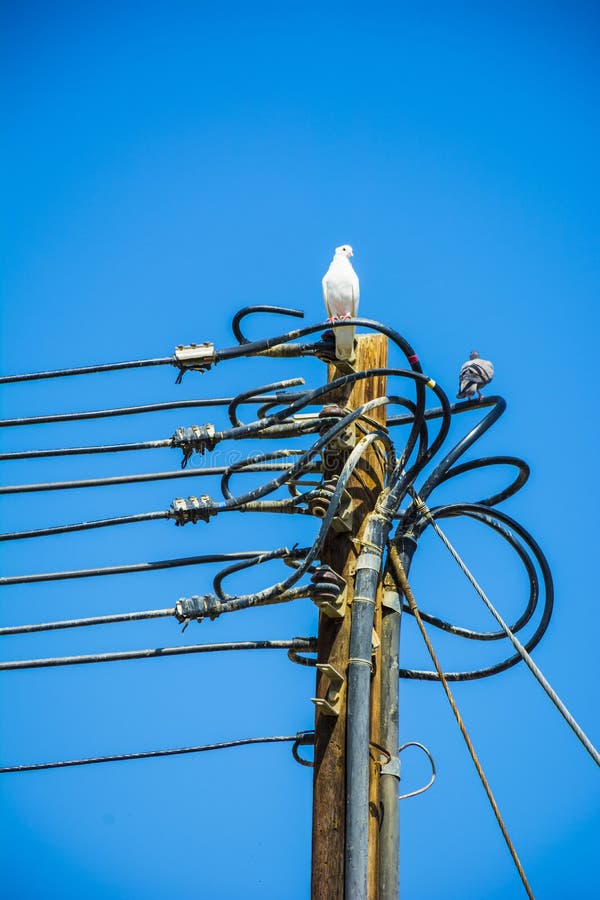 Pigeons on electricity stock photo. Image of architecture - 95720464