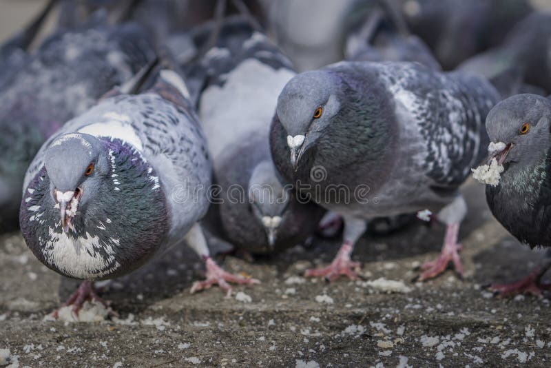 Pigeons mangeant du pain image stock. Image du noir, manger - 62572207