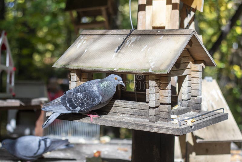 Pigeons in a Feeder in an Autumn Park. Feeding the Birds. Stock Image ...