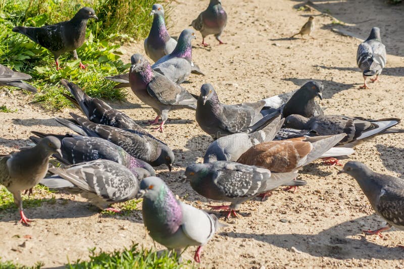 Pigeons Fight Over for Food Stock Image - Image of pigeon, pigeons ...