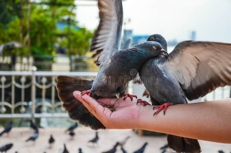 253 Pigeon Fighting Stock Photos - Free & Royalty-Free Stock Photos ...