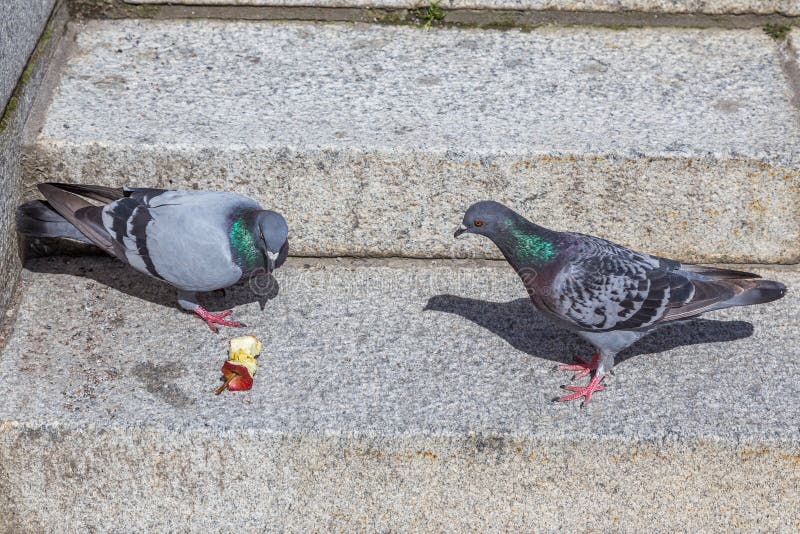 175 Pigeon Fighting Stock Photos - Free & Royalty-Free Stock Photos ...