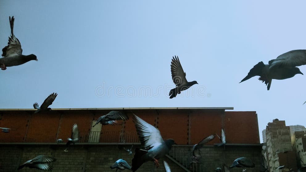 Pigeons in Flight Above Building in Clear Sky Stock Photo - Image of ...
