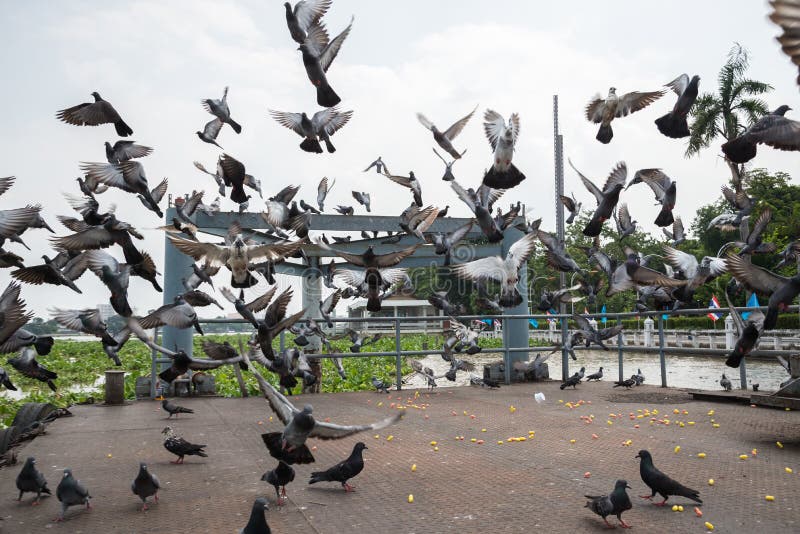 Pigeons flock. editorial photo. Image of asia, nature - 61154571