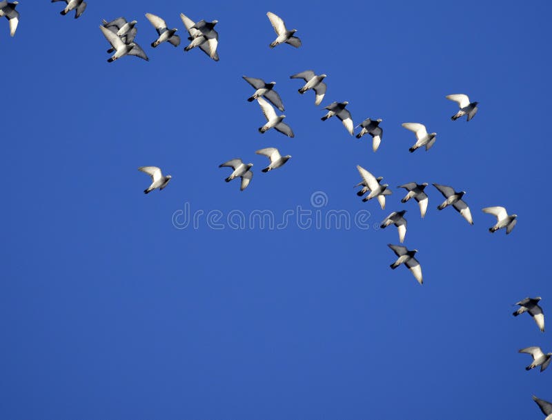 Pigeons, flock of,flying stock image. Image of flight - 48356637