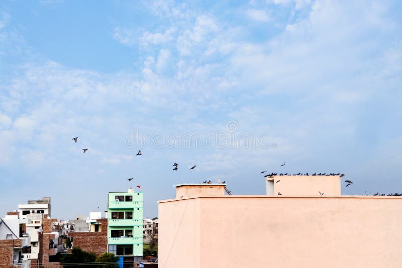 Pigeons. Flock of Pigeons on the Roof Building Stock Photo - Image of ...