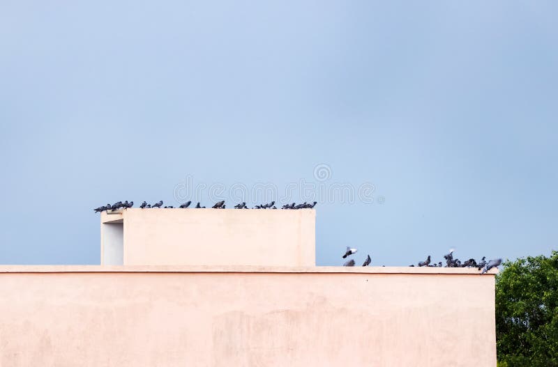 Pigeons. Flock of Pigeons on the Roof Building Stock Photo - Image of ...