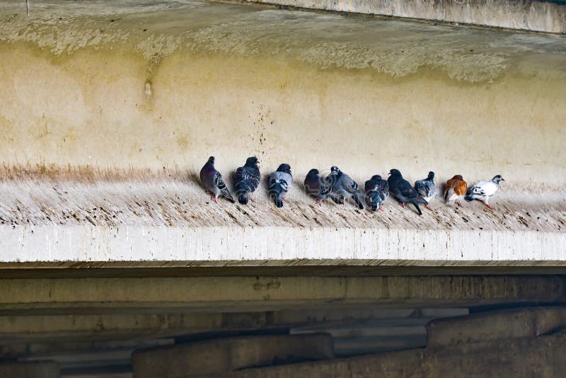 Pigeons Flock Sitting on the Pole Stock Image - Image of animal, flock ...