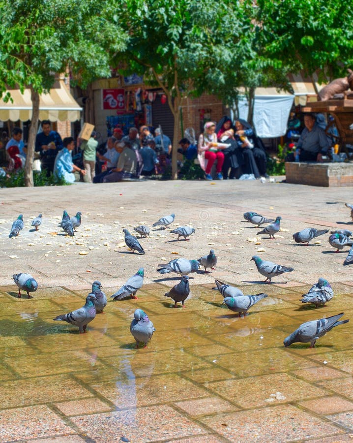 473 Splash Pigeons Stock Photos - Free & Royalty-Free Stock Photos from ...