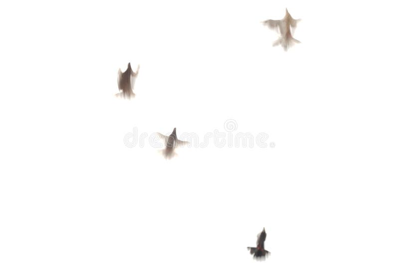 Pigeons that fly very fast stock image. Image of design - 253583863