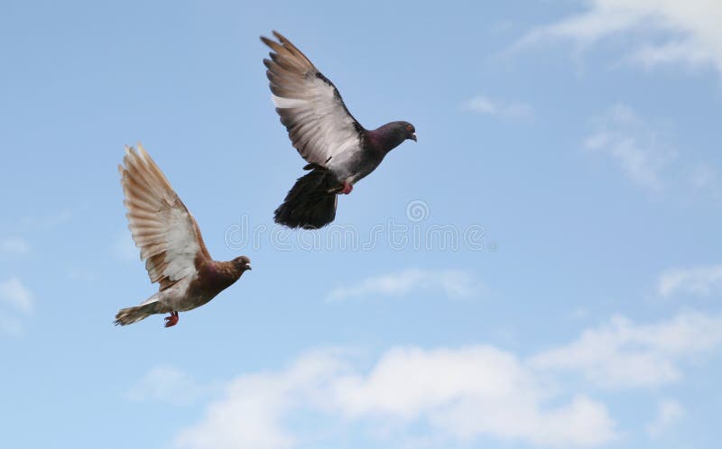 Pigeons flying stock photo. Image of wings, brown, pigeon - 16757234