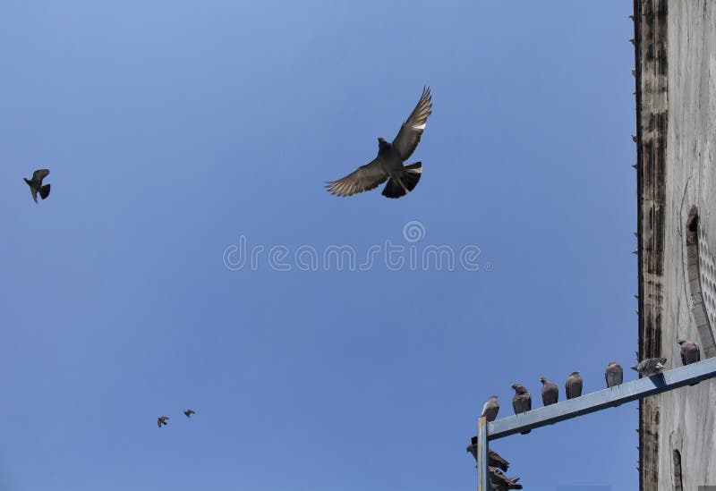 Pigeons flying stock photo. Image of bird, animal, wildlife - 71688980