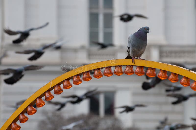Pigeons Flying and One Resting on a Yellow Arch Stock Image - Image of ...