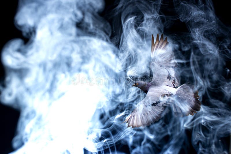 Pigeons Flying in the Smoke Stock Image - Image of blue, concept: 232052973