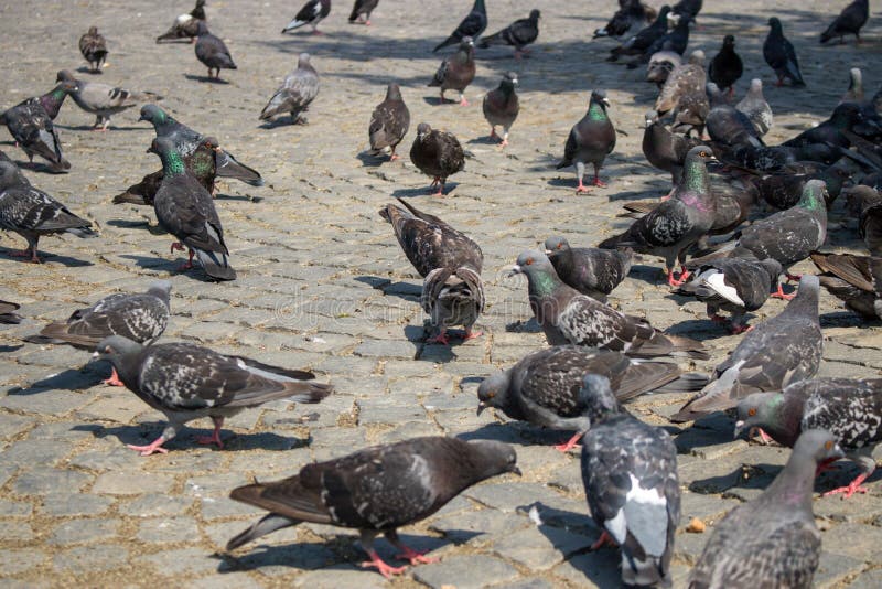 Pigeons Moving on the Gound. Stock Image - Image of uccelli, moving ...