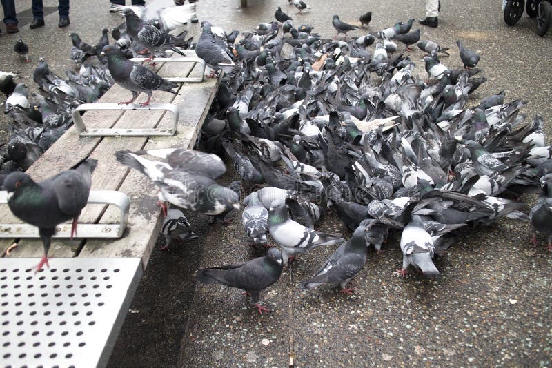 Pigeons Gathering Around Downtown Bench Stock Photo - Image of pigeons ...