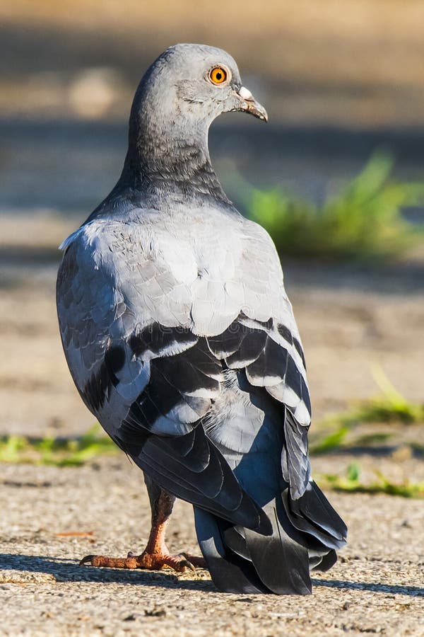 Pigeons on the ground stock image. Image of bird, wings - 249620435