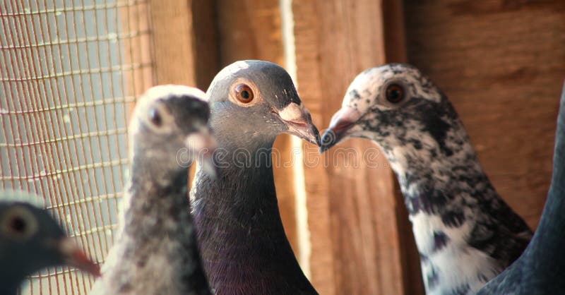 Pigeons birds stock photo. Image of rest, bird, pigeon - 57875312
