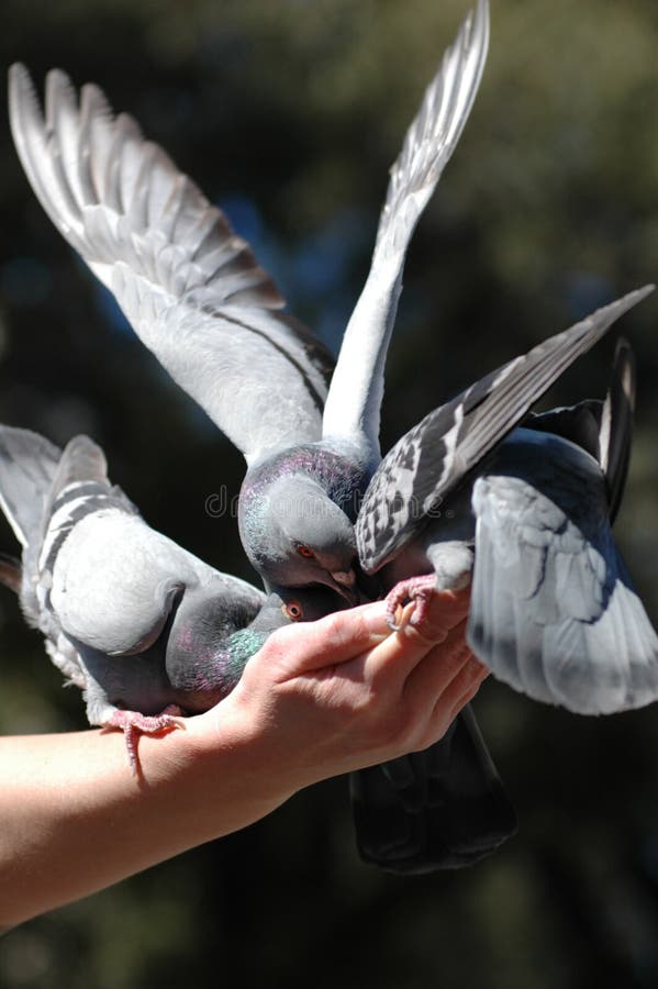 Pigeons on hand stock photo. Image of bird, eating, wildlife - 17477538