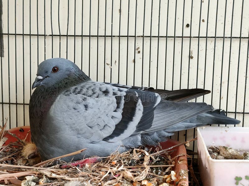 Pigeons hatch their eggs stock image. Image of hatches - 261797167