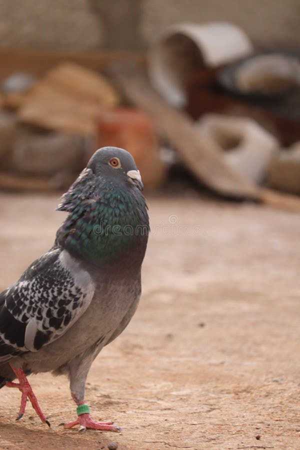 Pigeons of Homer Racing Breed Stock Image - Image of used, redbar ...