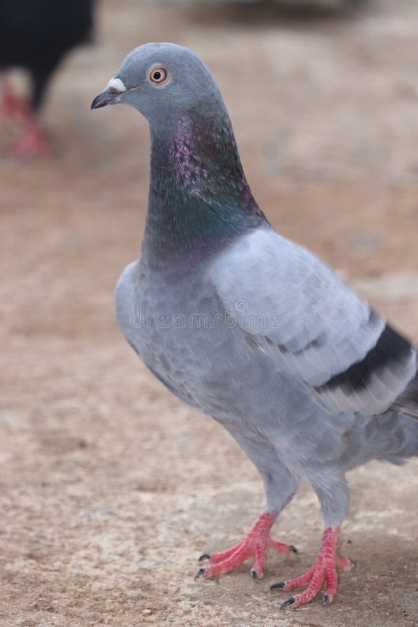 Pigeons of Homer Racing Breed Stock Image - Image of racing, used ...