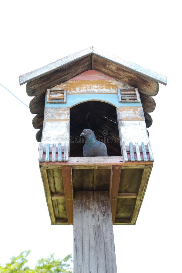 Pigeons in the house stock image. Image of closeup, animal - 95965217