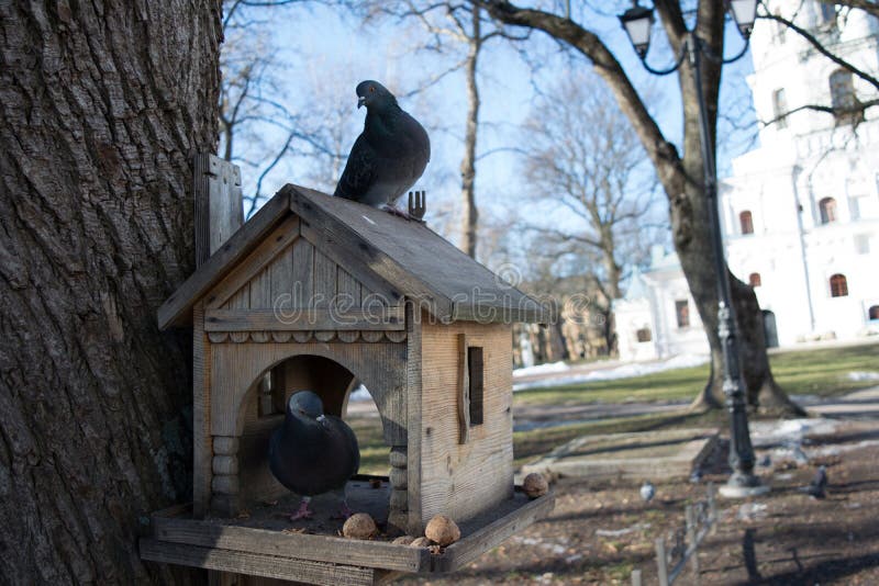 Pigeons Inside Manger for Birds Stock Image - Image of yard, wooden ...