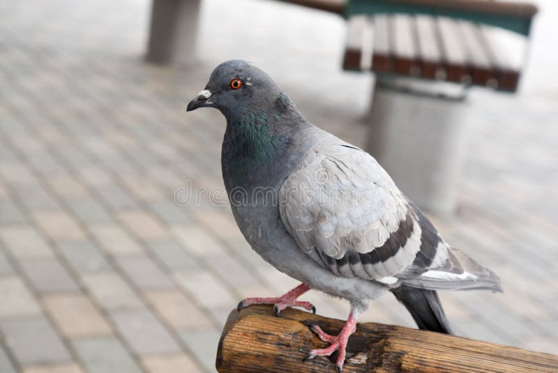 Pigeons in Japan stock photo. Image of animal, gentle - 90488408