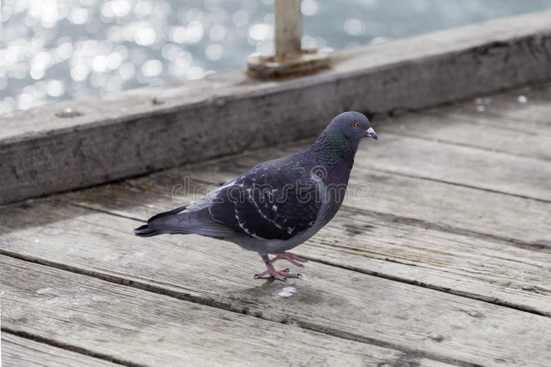 Pigeons on Jetty at Port Noarlunga Jetty with Sea in the Background ...