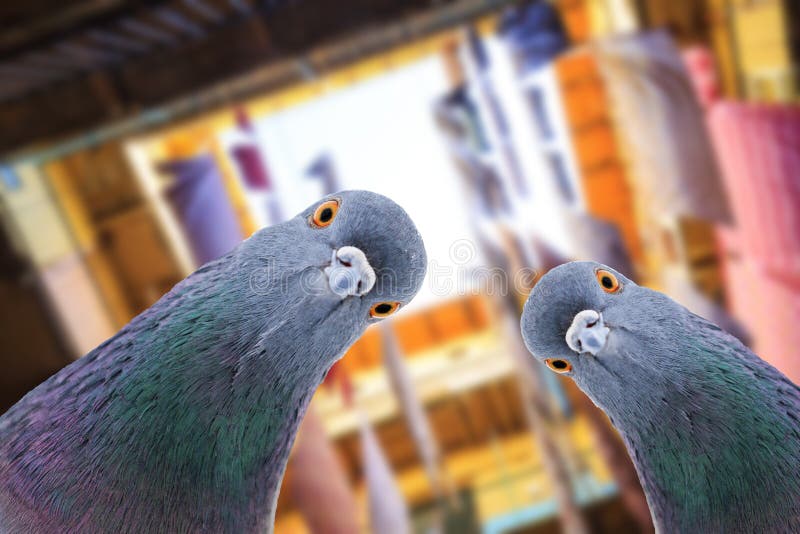 Pigeons Sit Down and Take Off on the Window Grilles in the Arab Region ...
