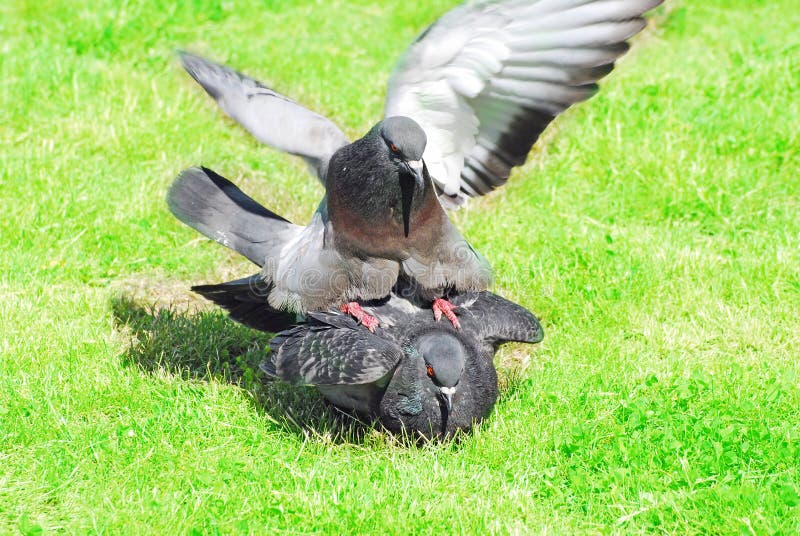 Pigeons in love stock photo. Image of meadow, couple, beak - 9801782