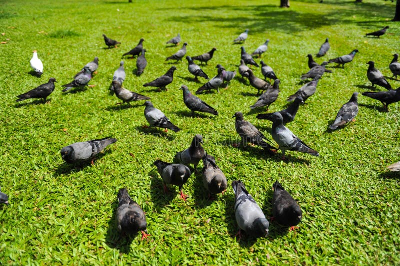 Pigeons stock image. Image of feather, flight, city, soar - 35047275