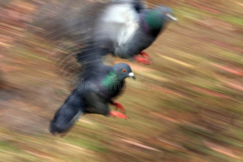 Pigeons in motion stock image. Image of pigeons, pace - 7558241