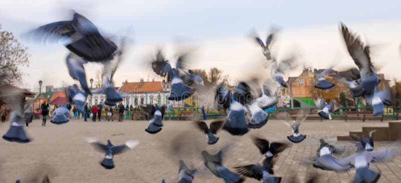Pigeons stock photo. Image of gliding, float, motion - 47156872
