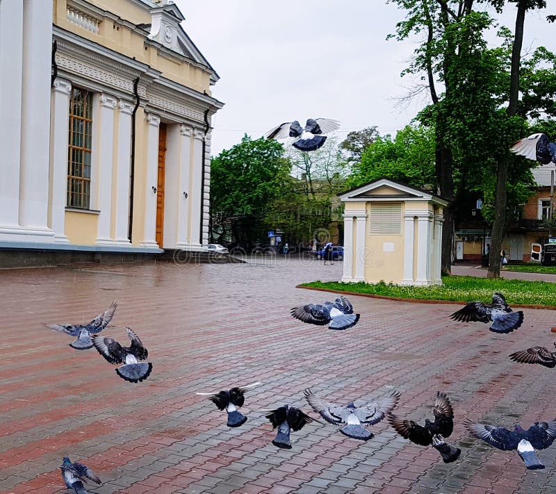 Pigeons in movement stock image. Image of pigeons, flying - 92147839