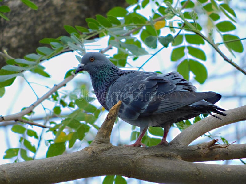 Pigeons in nature stock image. Image of pigeons, leaf - 193685493