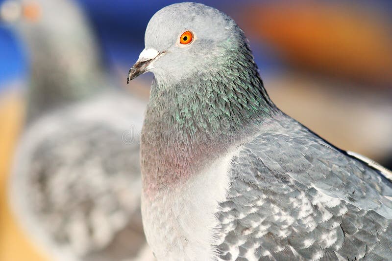 Multi Colored Pigeons Stock Photos - Free & Royalty-Free Stock Photos ...
