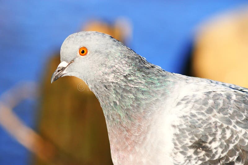 Pigeons on the nature stock photo. Image of animals, shuttlecock - 61028522
