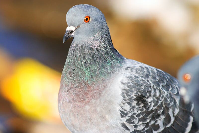 Pigeons on the nature stock image. Image of park, pigeon - 62335877