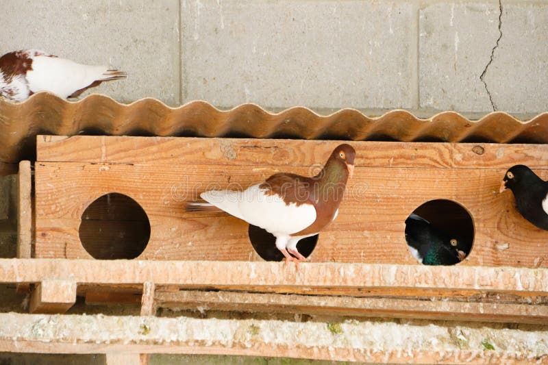 Pigeons Nesting Peacefully in a Beautiful Aviary Setting Surrounded by ...