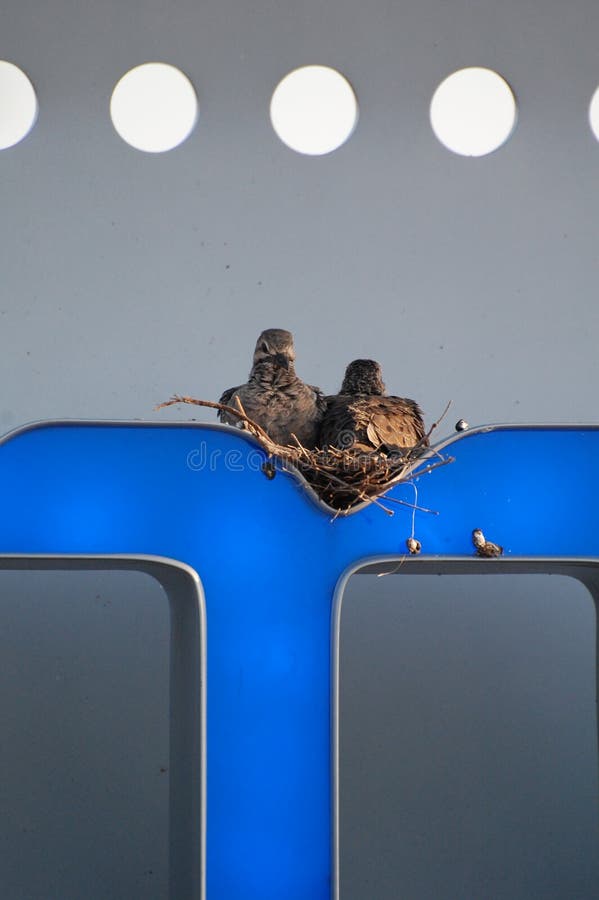 Pigeons Nesting on a Sign stock photo. Image of sticks - 5201196